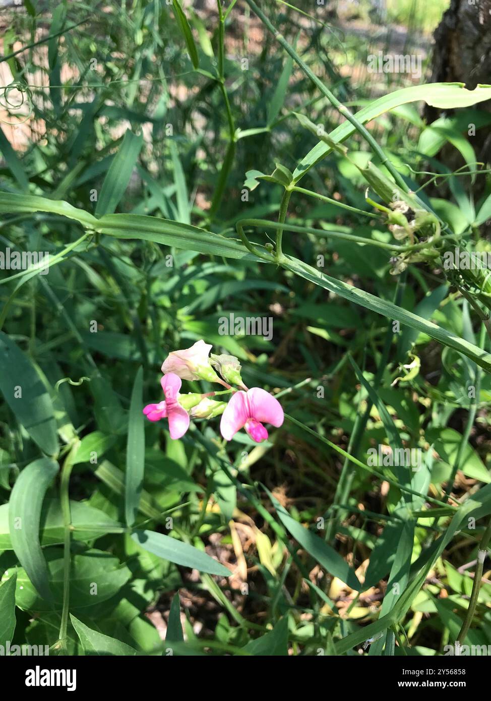 Narrow-leaved Everlasting-pea (Lathyrus sylvestris) Plantae Stock Photo ...