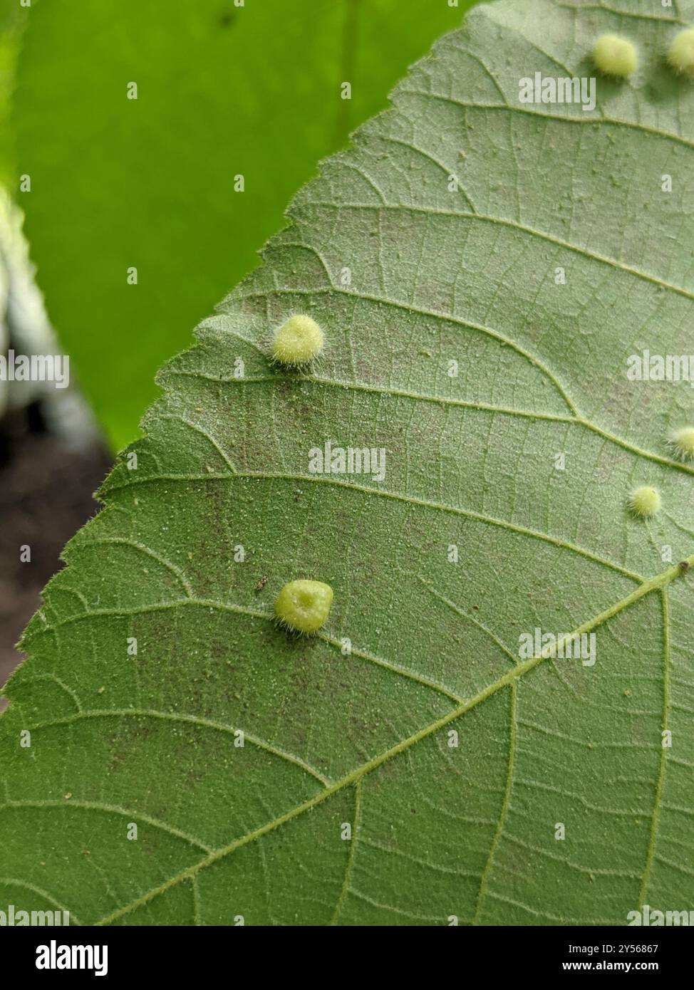 Hickory Placenta Gall Midge (Caryomyia thompsoni) Insecta Stock Photo ...