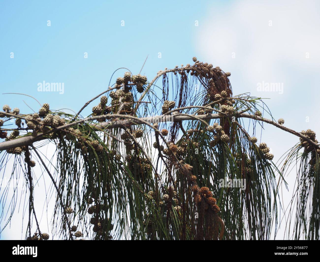 Beach Sheoak (Casuarina equisetifolia) Plantae Stock Photo - Alamy