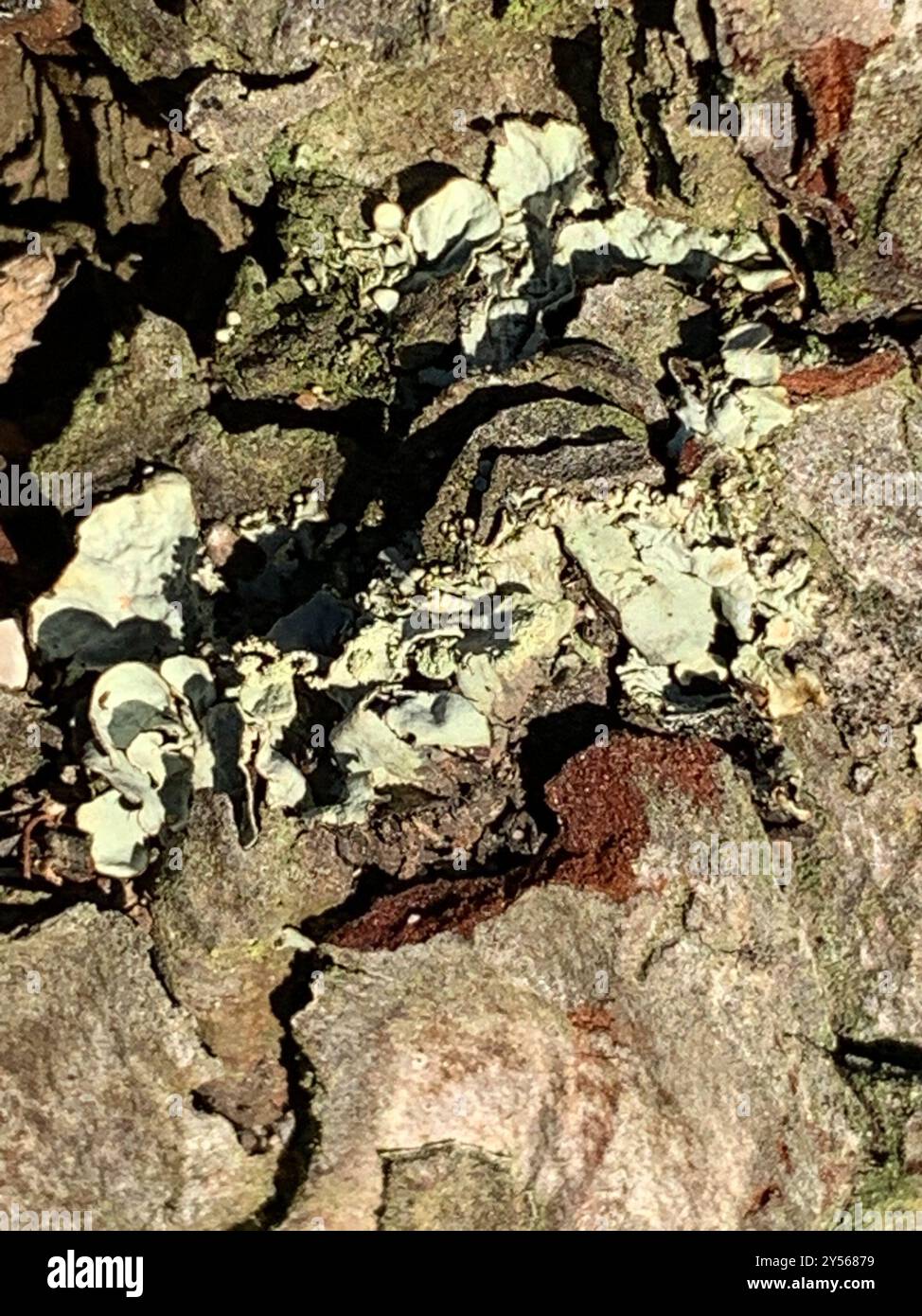 shield lichen (Parmelia sulcata) Fungi Stock Photo - Alamy