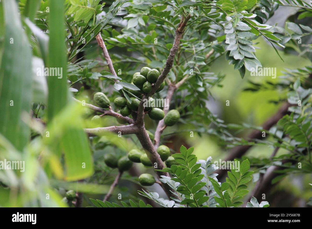 red mombin (Spondias purpurea) Plantae Stock Photo - Alamy