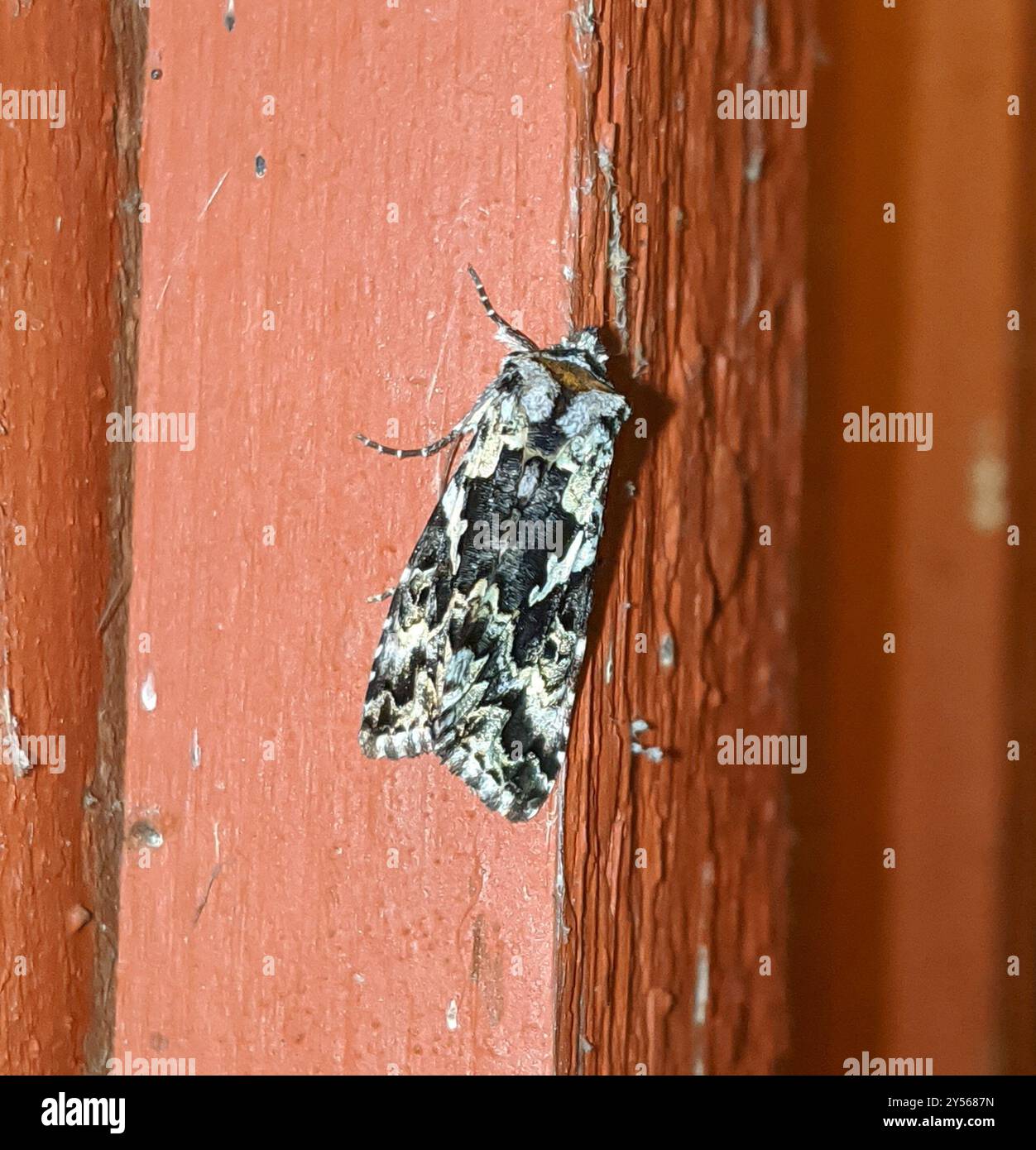 Salt-and-pepper Looper Moth (Syngrapha rectangula) Insecta Stock Photo ...