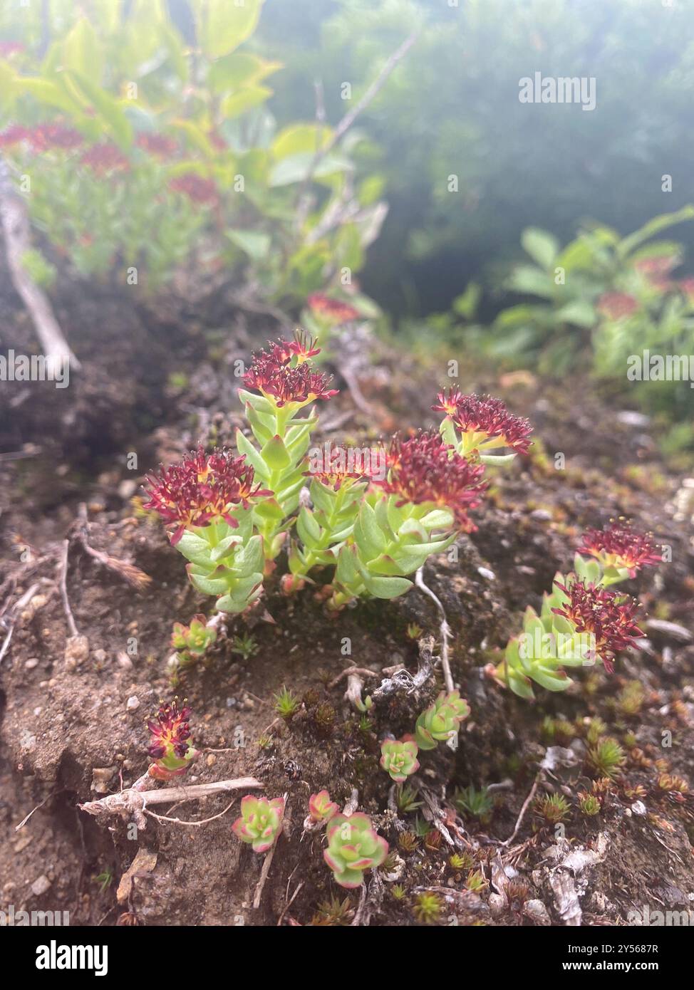 western roseroot (Rhodiola integrifolia) Plantae Stock Photo - Alamy