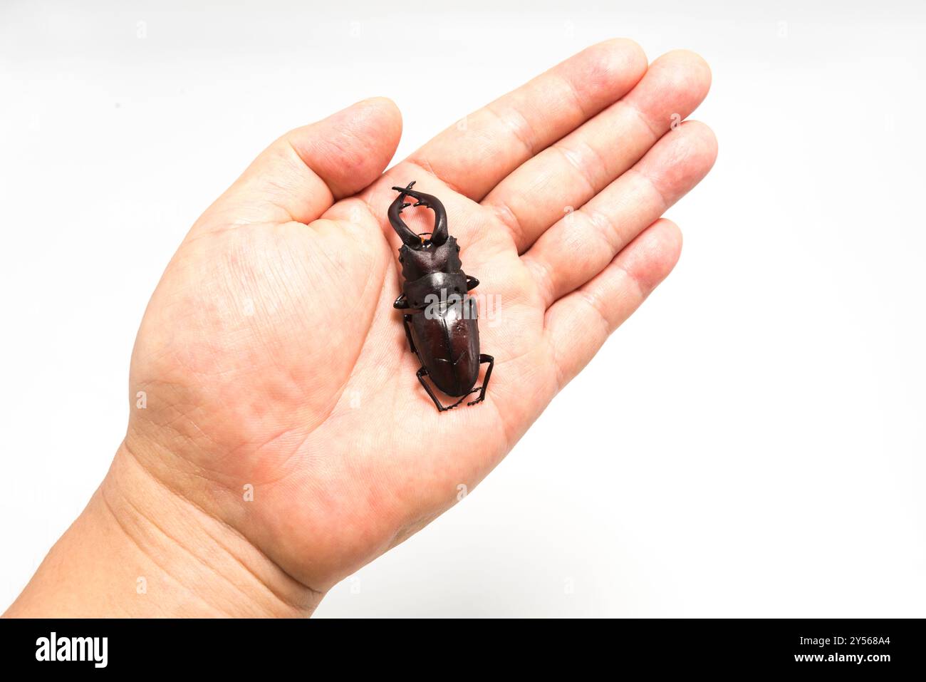 Hexarthrius mandibularis, stag beetle on top of a hand isolated on ...
