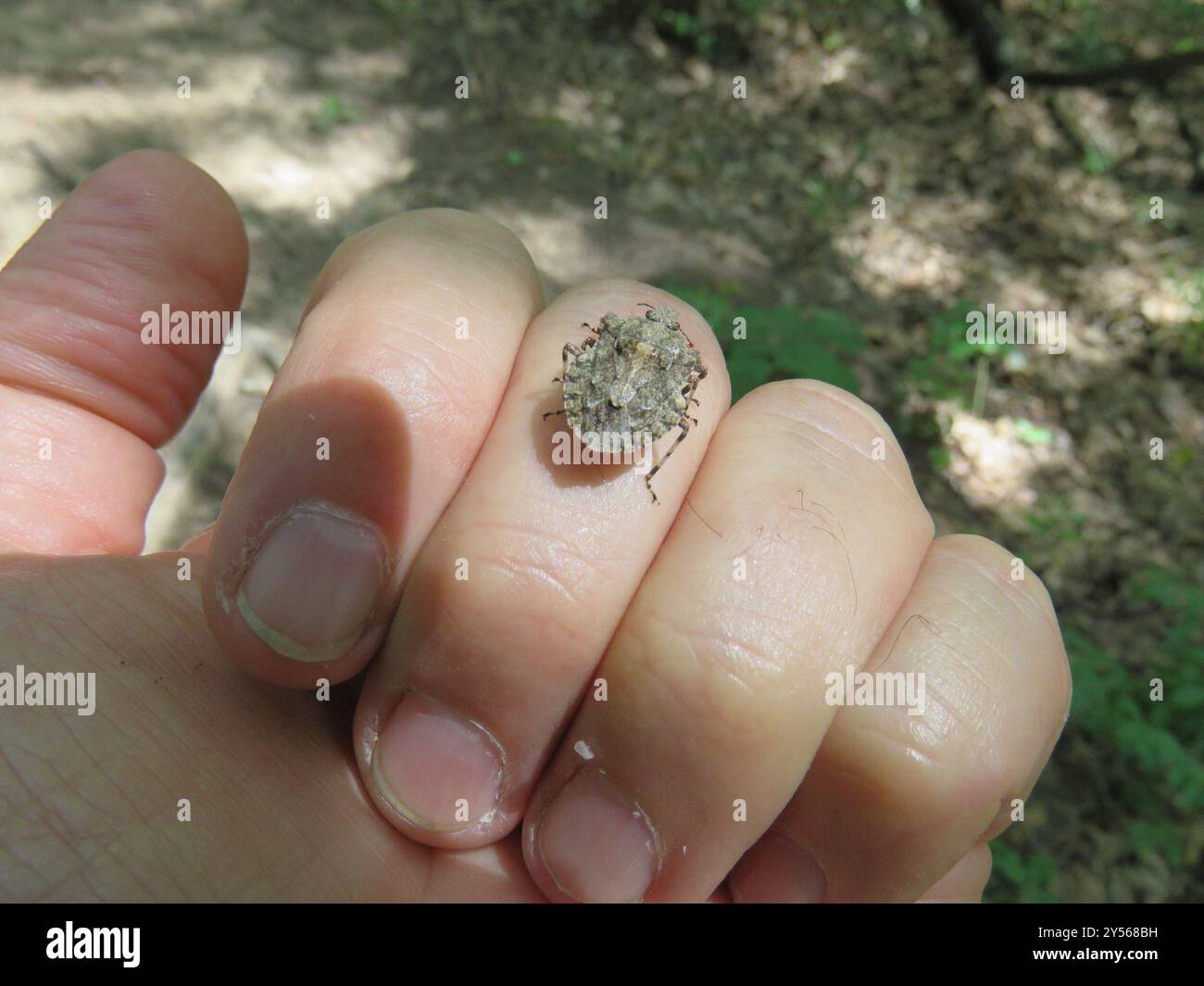 Rough Stink Bugs (Brochymena) Insecta Stock Photo - Alamy