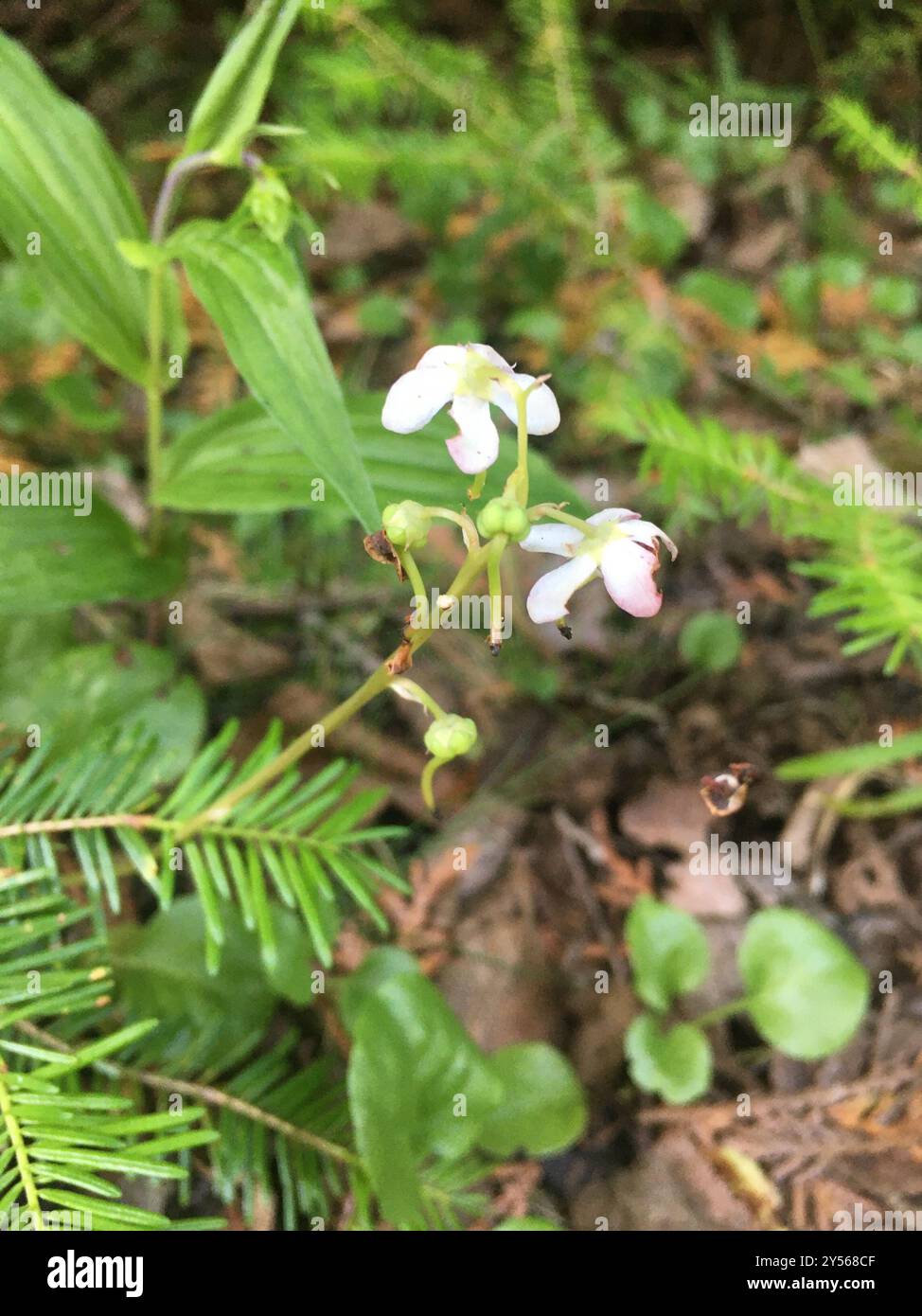 shinleaf (Pyrola elliptica) Plantae Stock Photo - Alamy
