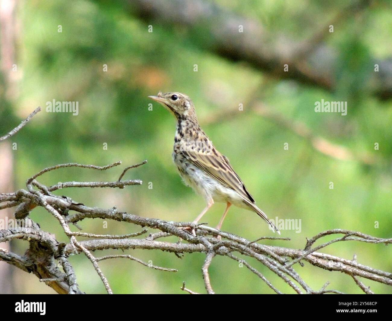 Tree Pipit (Anthus trivialis) Aves Stock Photo - Alamy