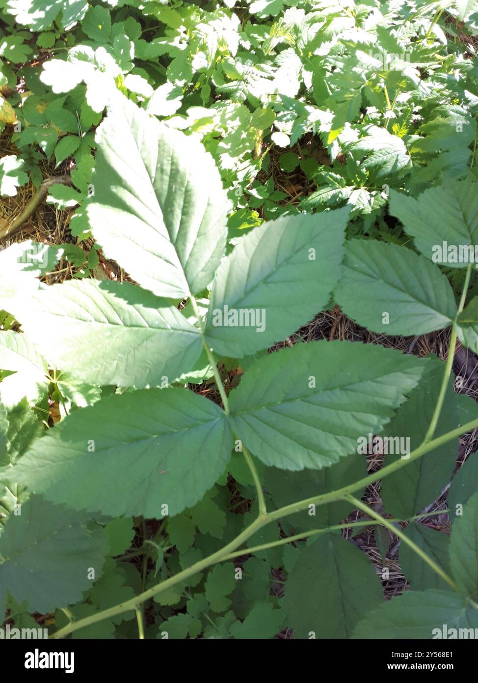 red raspberry (Rubus idaeus) Plantae Stock Photo - Alamy