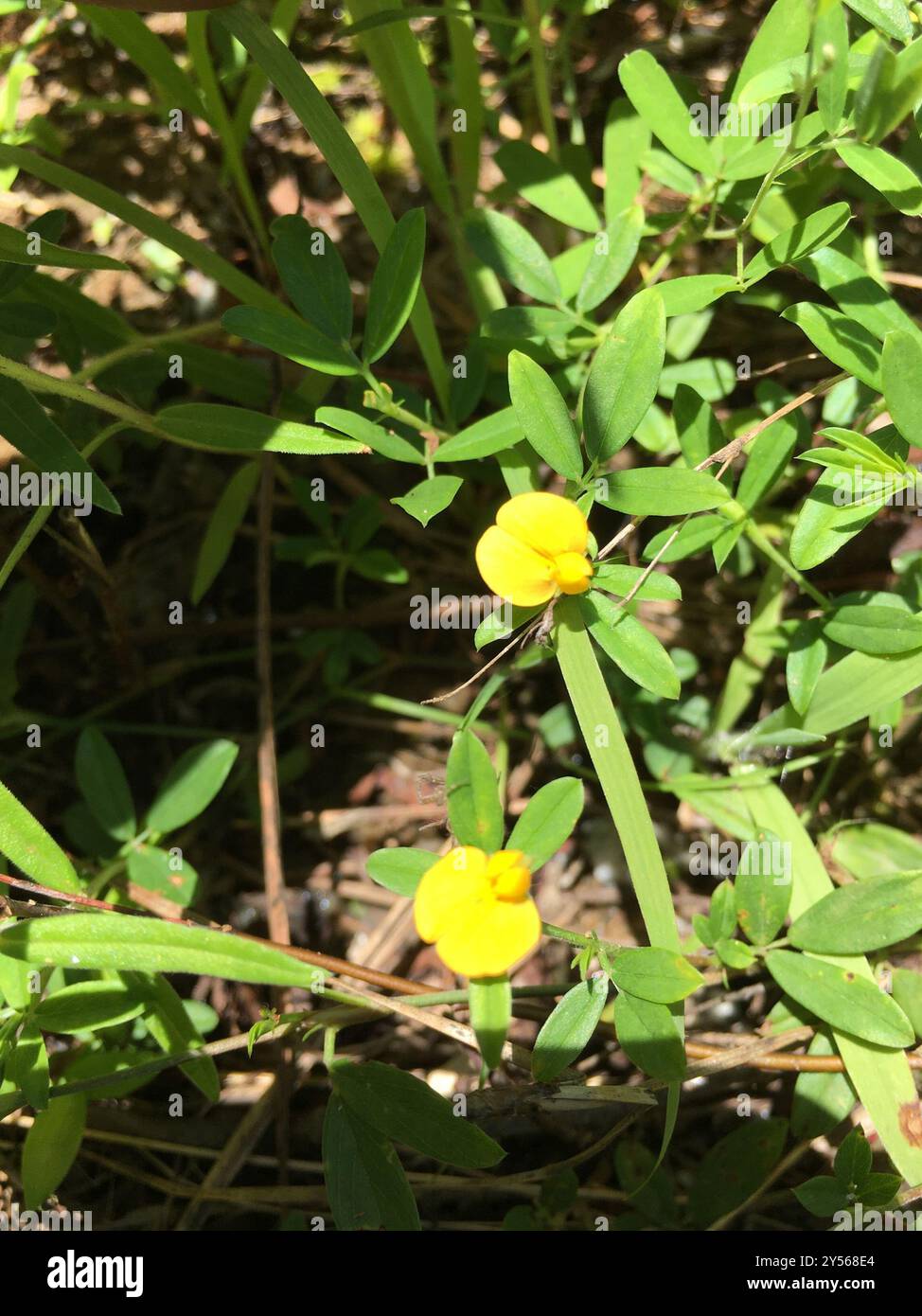 sidebeak pencilflower (Stylosanthes biflora) Plantae Stock Photo - Alamy