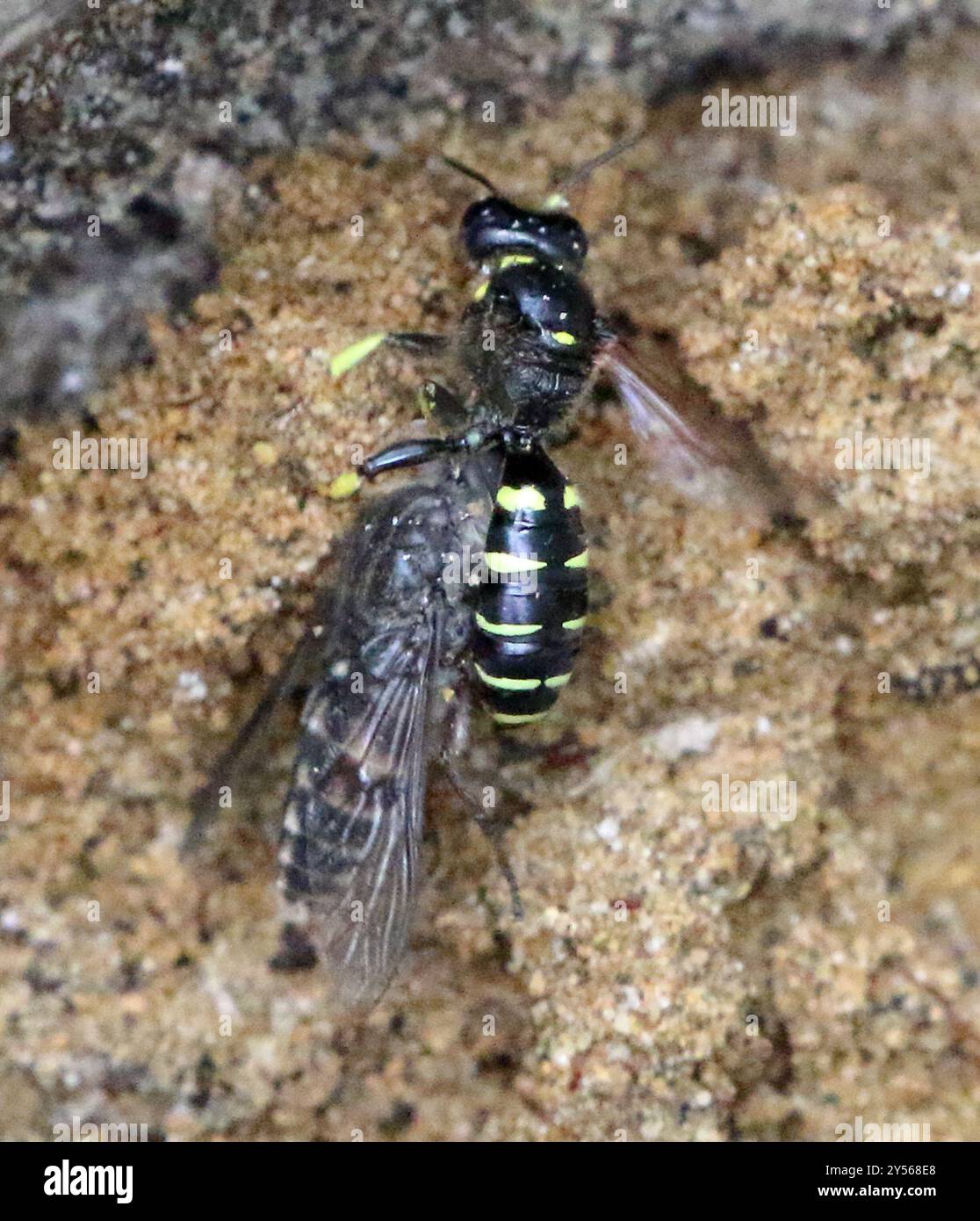 Shield-handed Wasps (Crabro) Insecta Stock Photo - Alamy