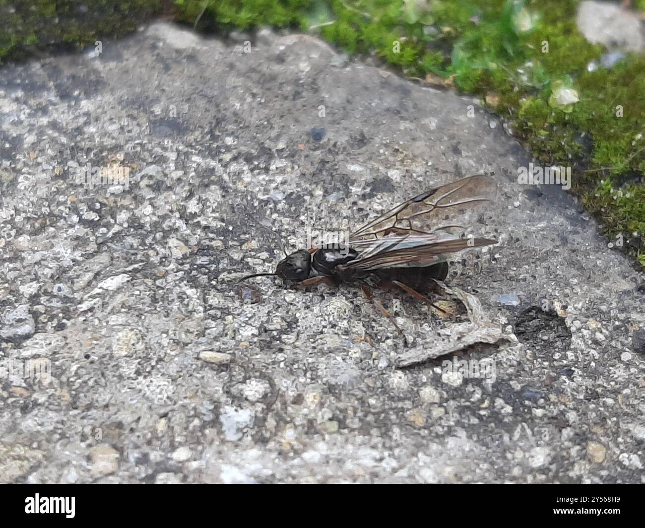 fusca-group Field Ants and Allies (Formica fusca) Insecta Stock Photo ...