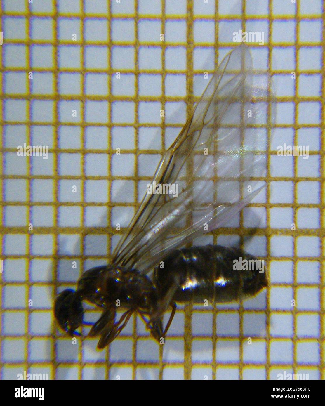 Citronella Ants, Fuzzy Ants, and Allies (Lasius) Insecta Stock Photo ...