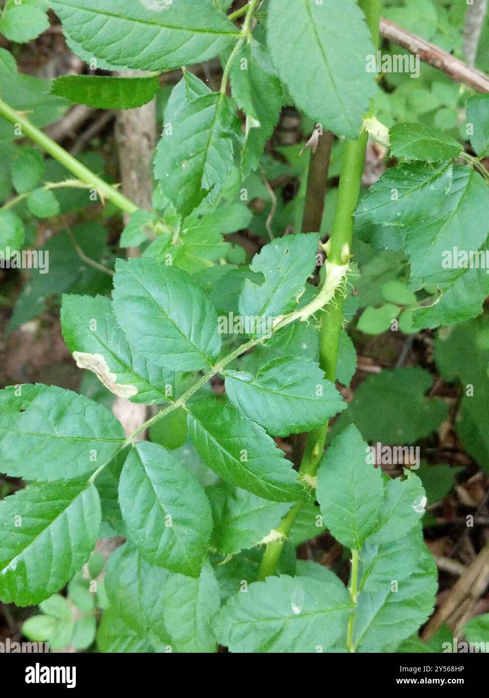 multiflora rose (Rosa multiflora) Plantae Stock Photo - Alamy