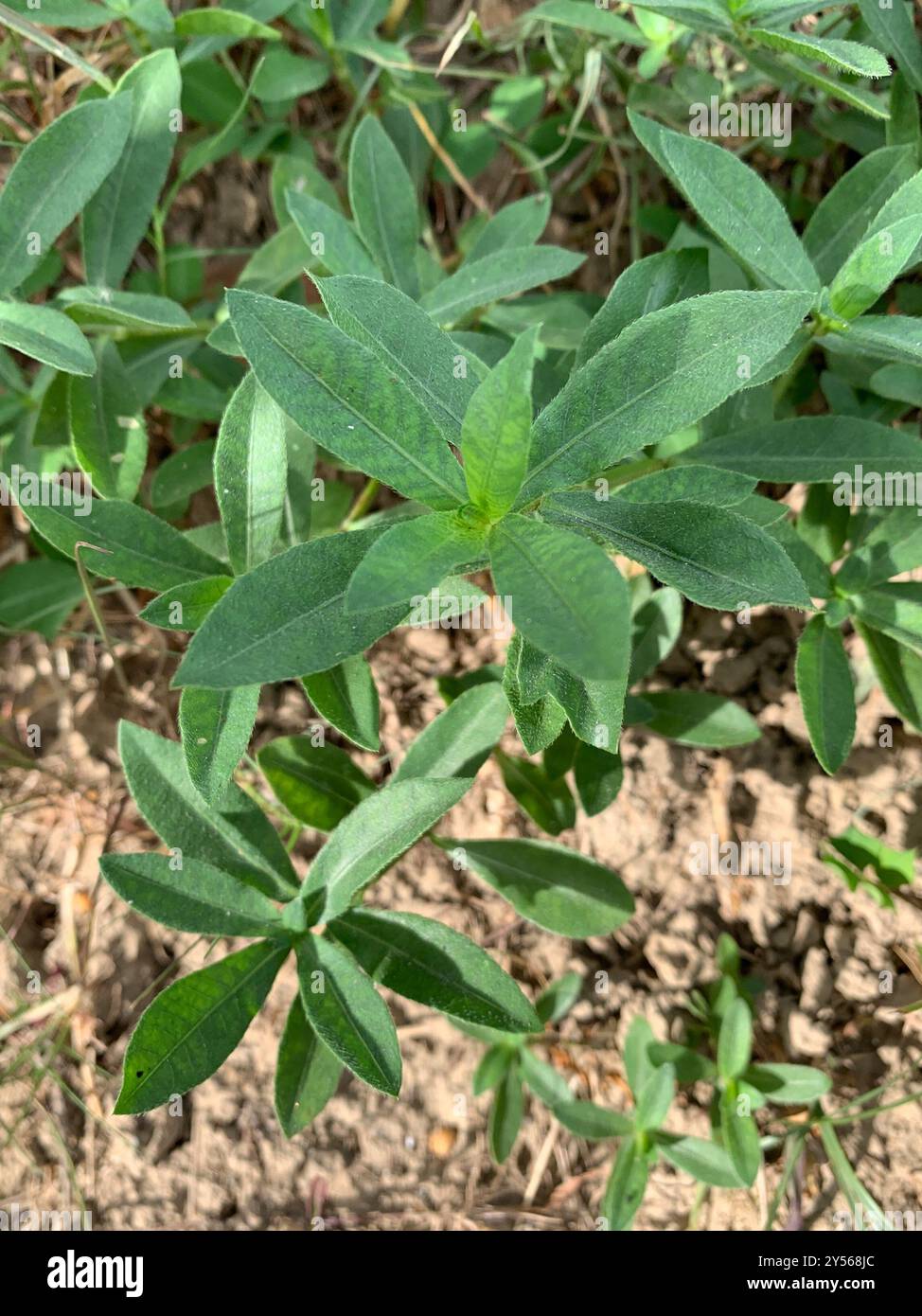Alligatorweed (Alternanthera philoxeroides) Plantae Stock Photo - Alamy