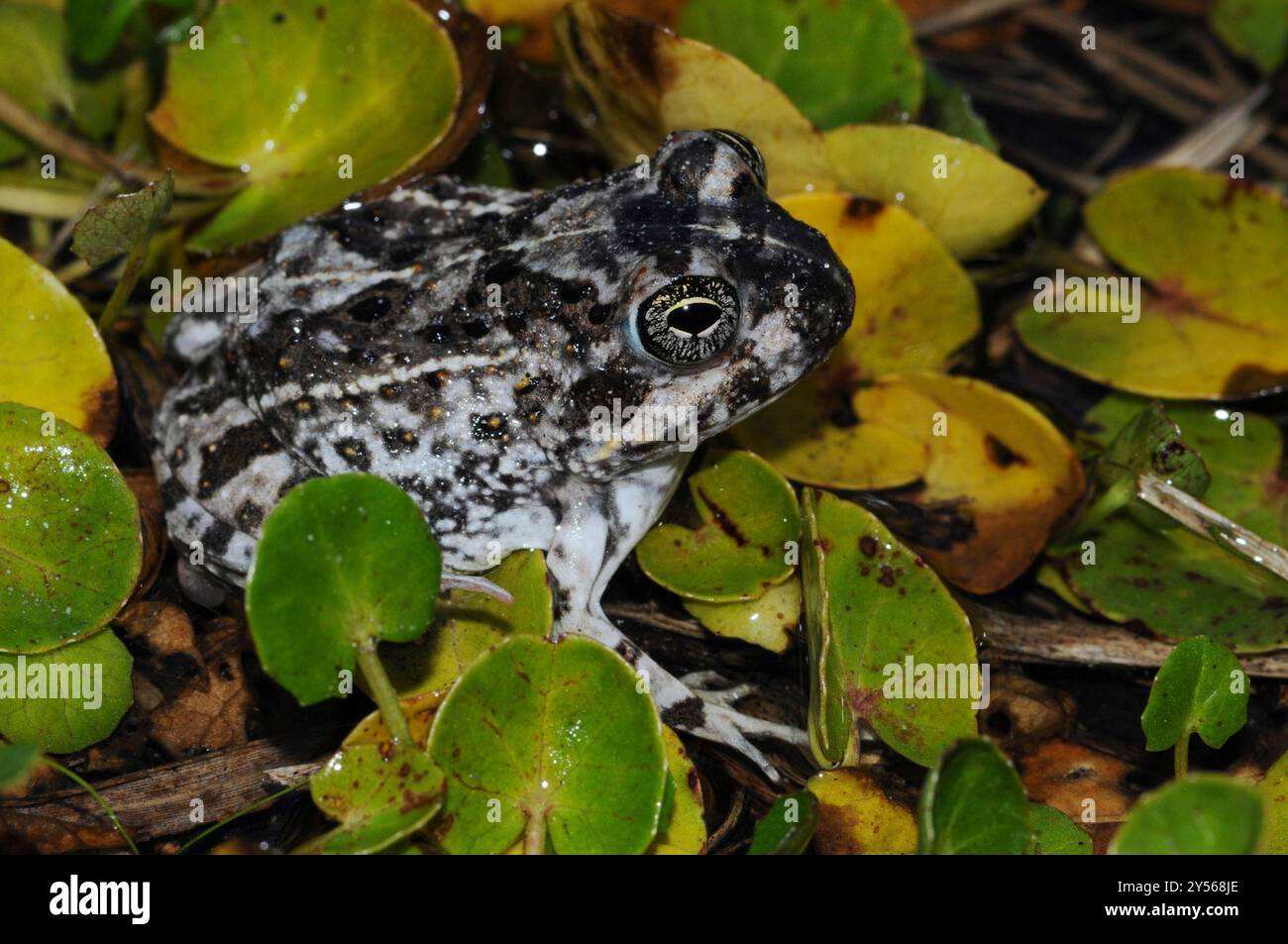 Cape sand frog (Tomopterna delalandii) Amphibia Stock Photo - Alamy