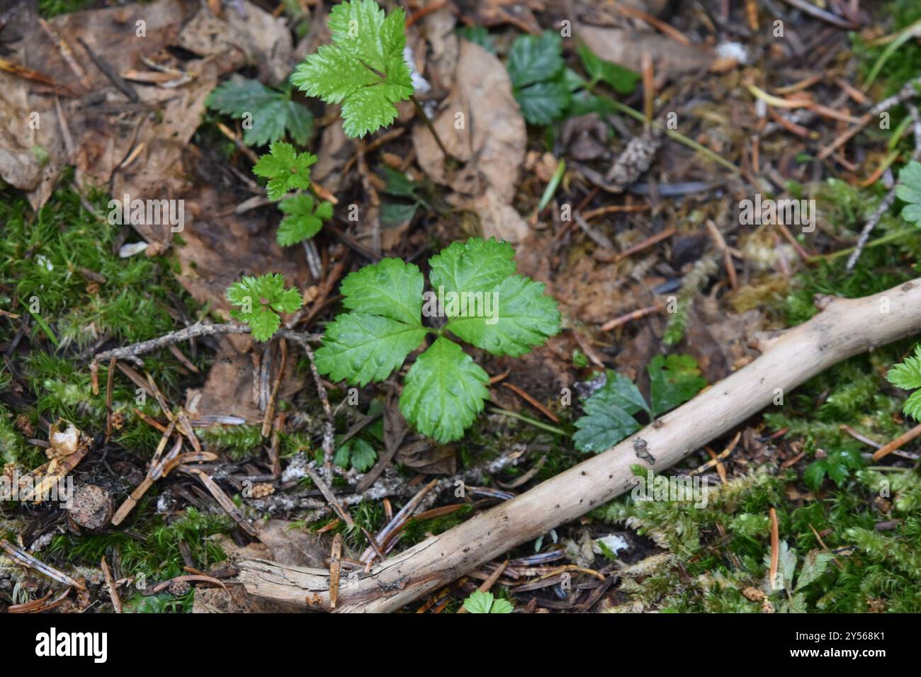 Five-leaf Dwarf Bramble (Rubus pedatus) Plantae Stock Photo - Alamy