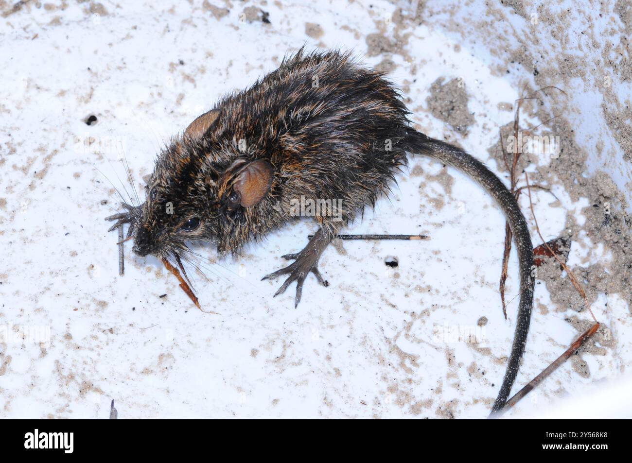 Cape Four-striped Grass Mouse (Rhabdomys pumilio) Mammalia Stock Photo ...