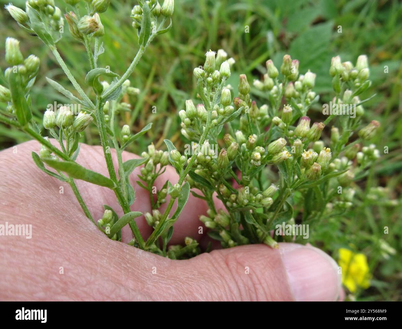 Tall Fleabane (Erigeron floribundus) Plantae Stock Photo - Alamy