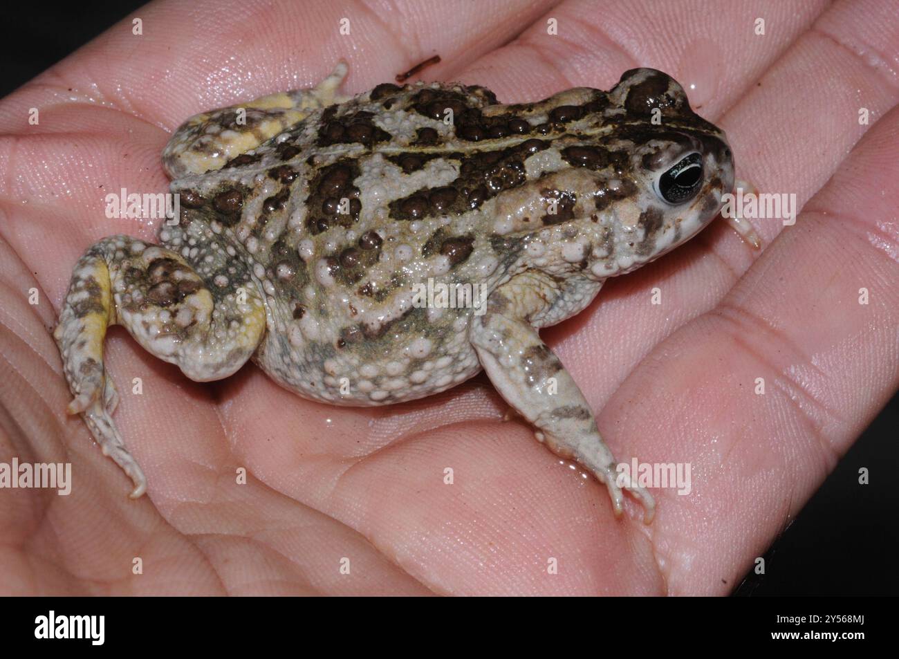 Sand Toad (Vandijkophrynus angusticeps) Amphibia Stock Photo - Alamy