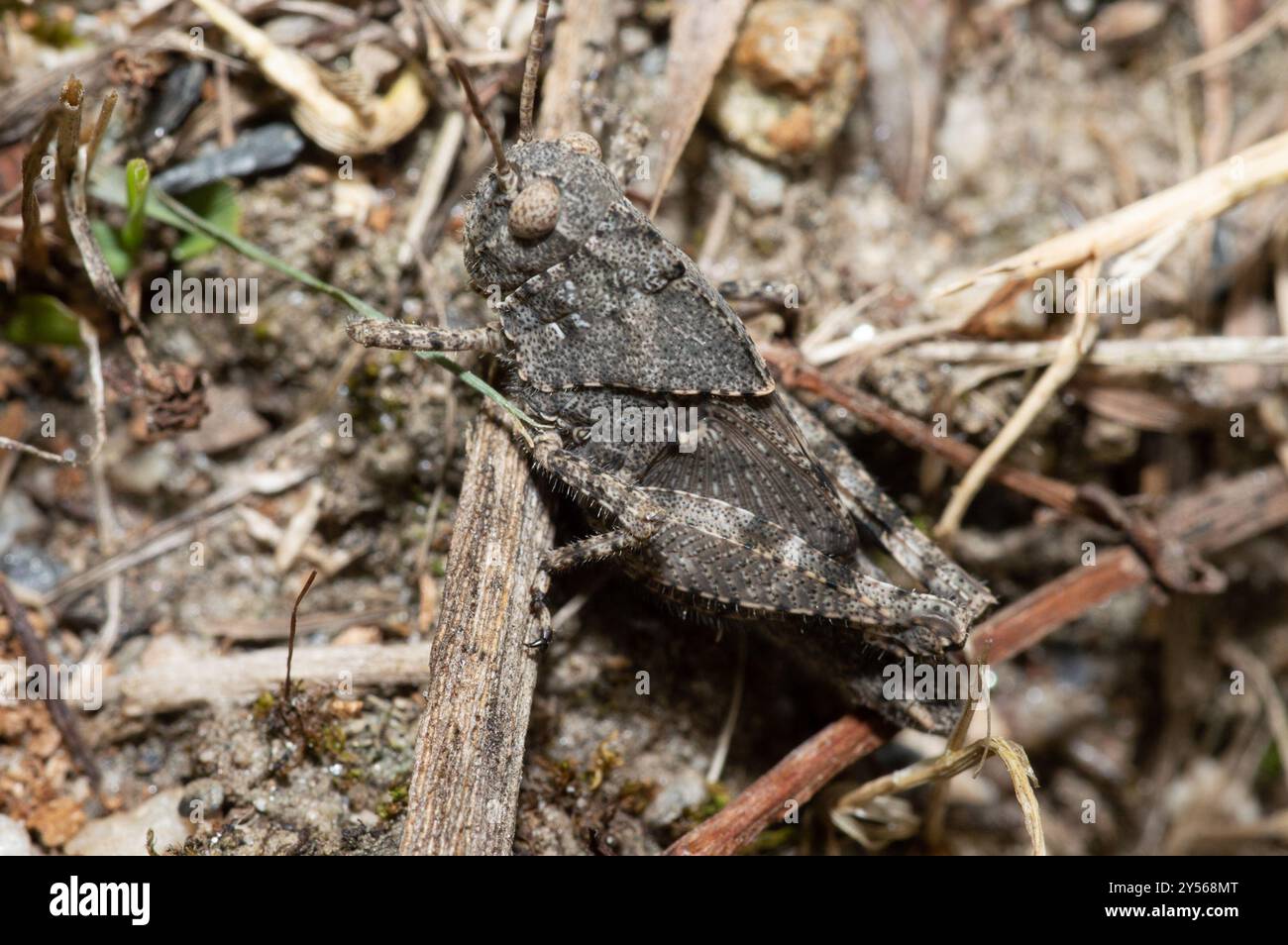 Carolina Grasshopper (Dissosteira carolina) Insecta Stock Photo - Alamy
