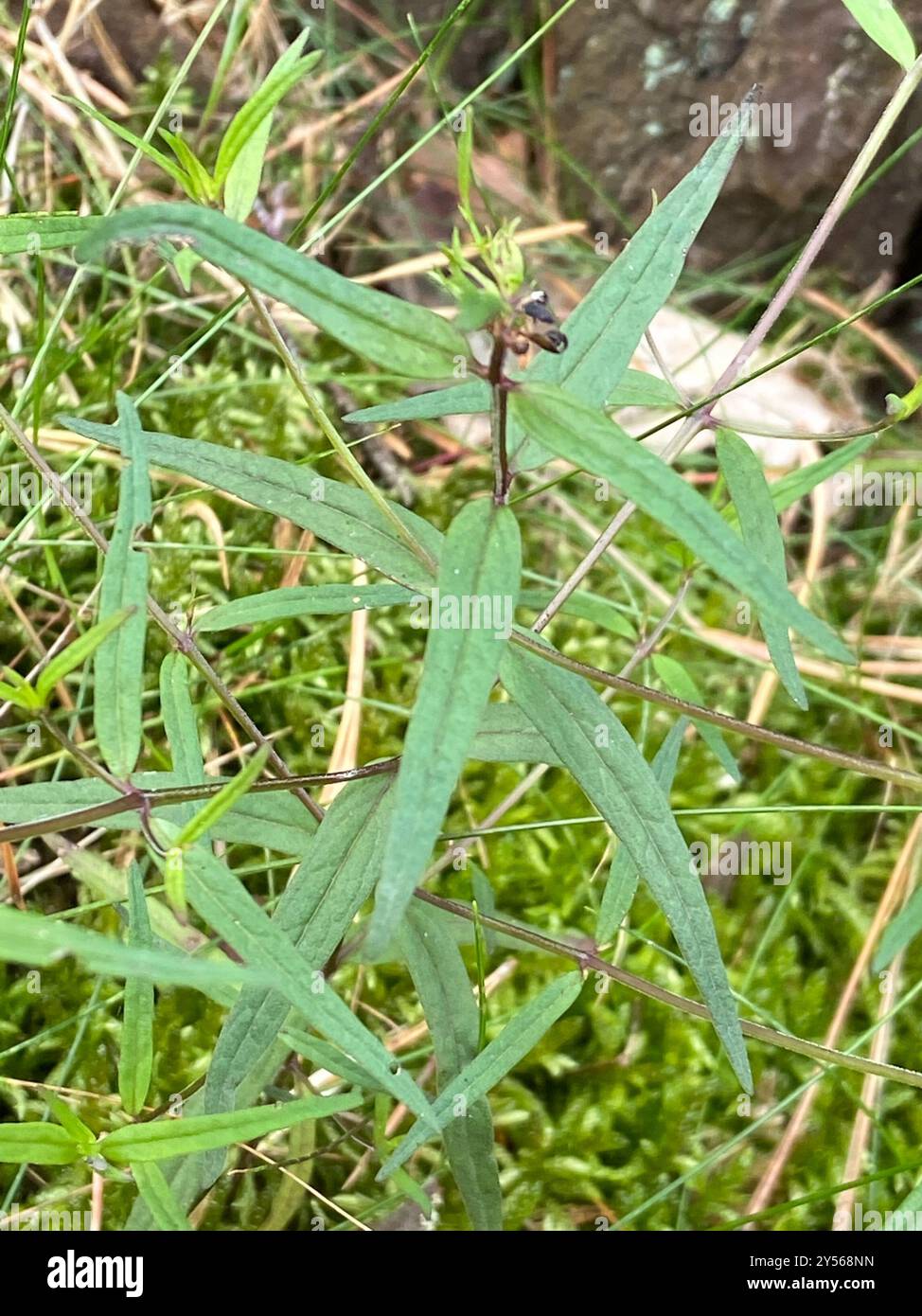 Common Cow-wheat (Melampyrum pratense) Plantae Stock Photo - Alamy