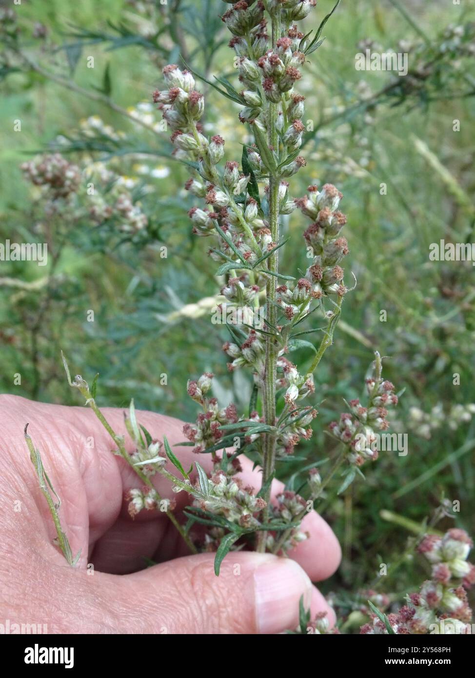 common mugwort (Artemisia vulgaris) Plantae Stock Photo - Alamy