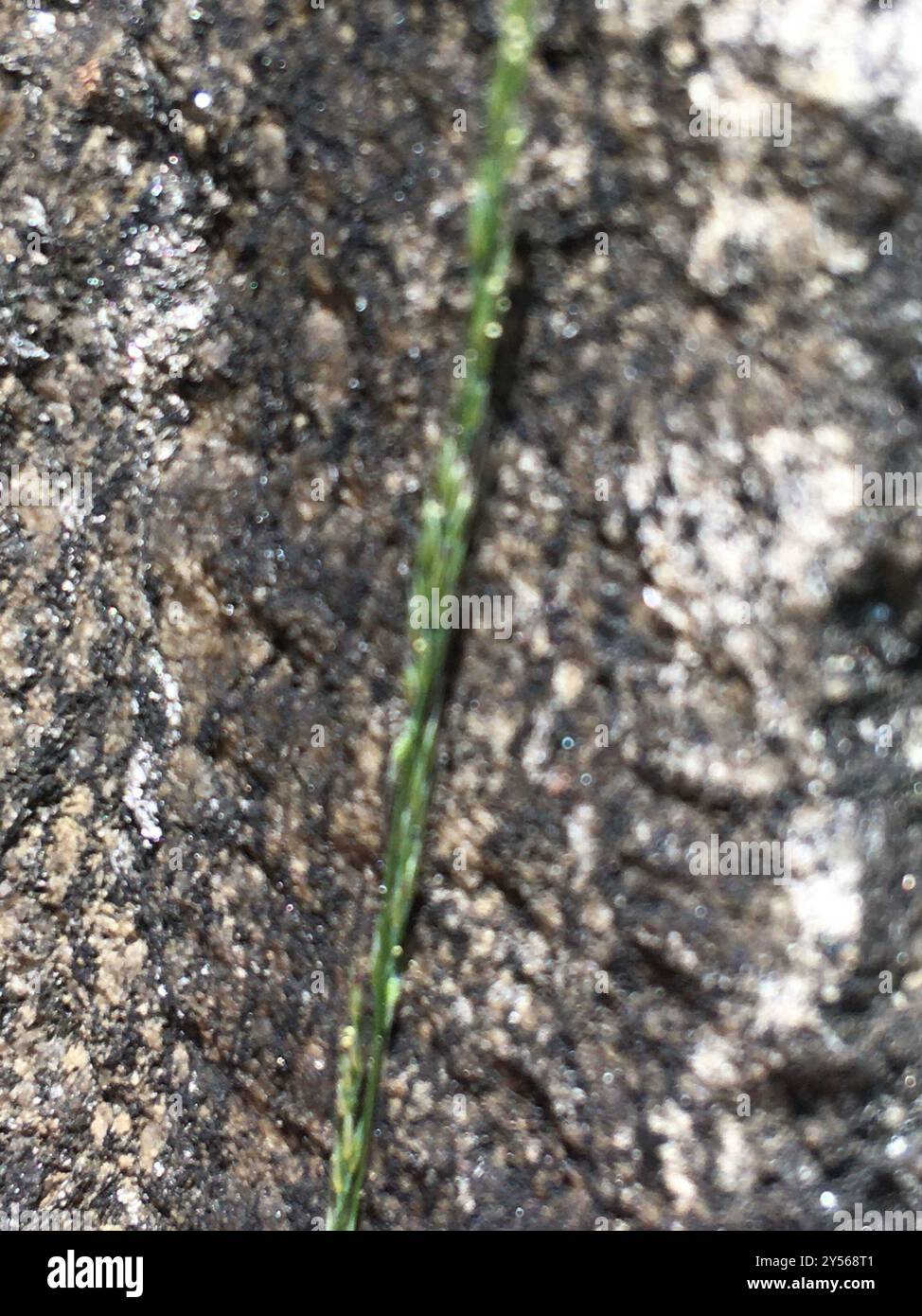 nimblewill (Muhlenbergia schreberi) Plantae Stock Photo - Alamy