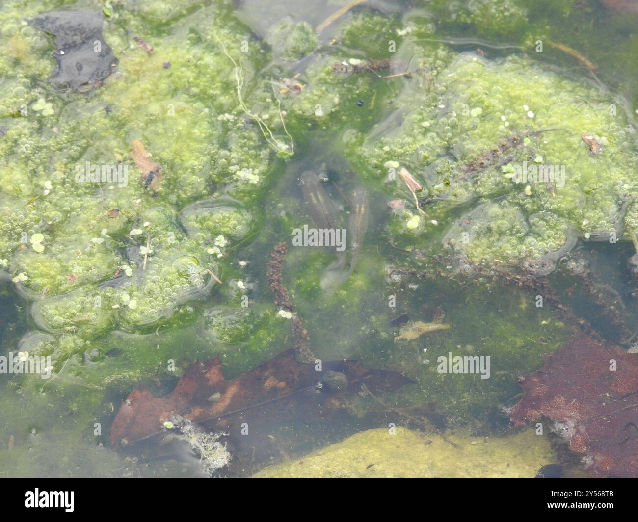 Western Mosquitofish (Gambusia affinis) Actinopterygii Stock Photo - Alamy