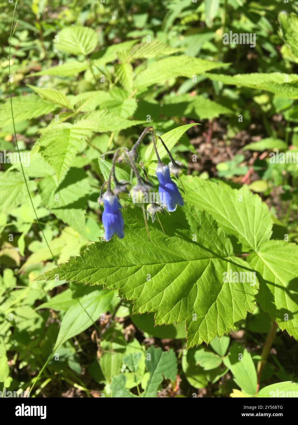 Tall Bluebell (Mertensia paniculata) Plantae Stock Photo - Alamy