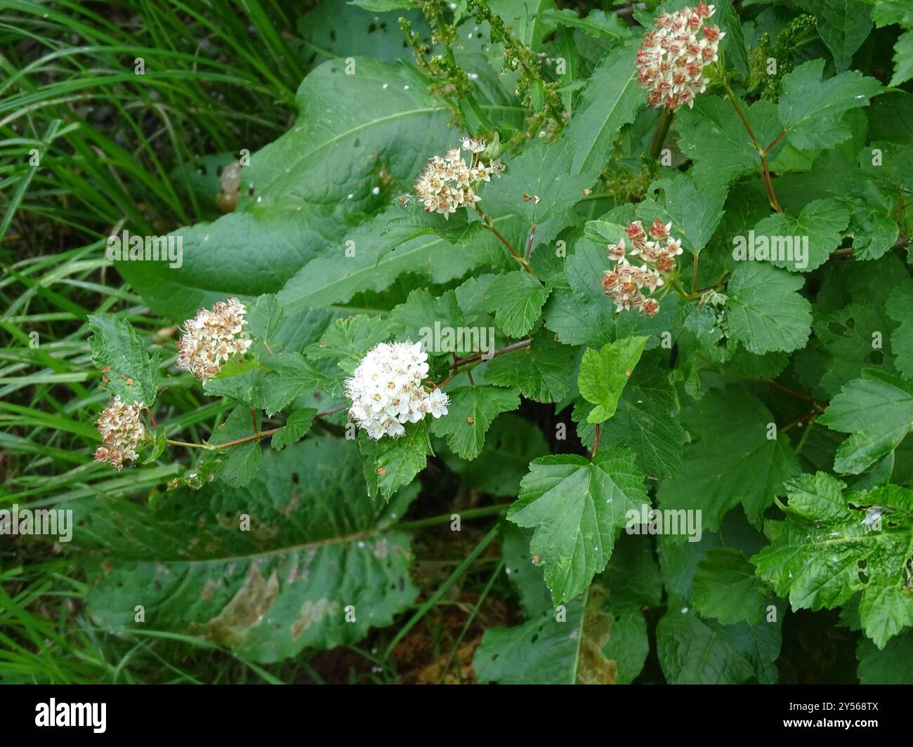 common ninebark (Physocarpus opulifolius) Plantae Stock Photo - Alamy