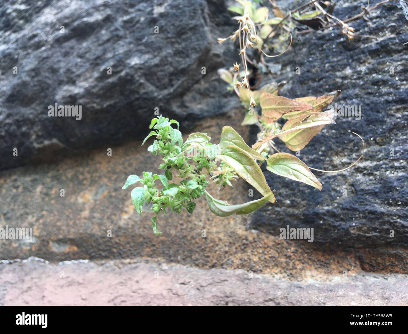 Pennsylvania pellitory (Parietaria pensylvanica) Plantae Stock Photo ...