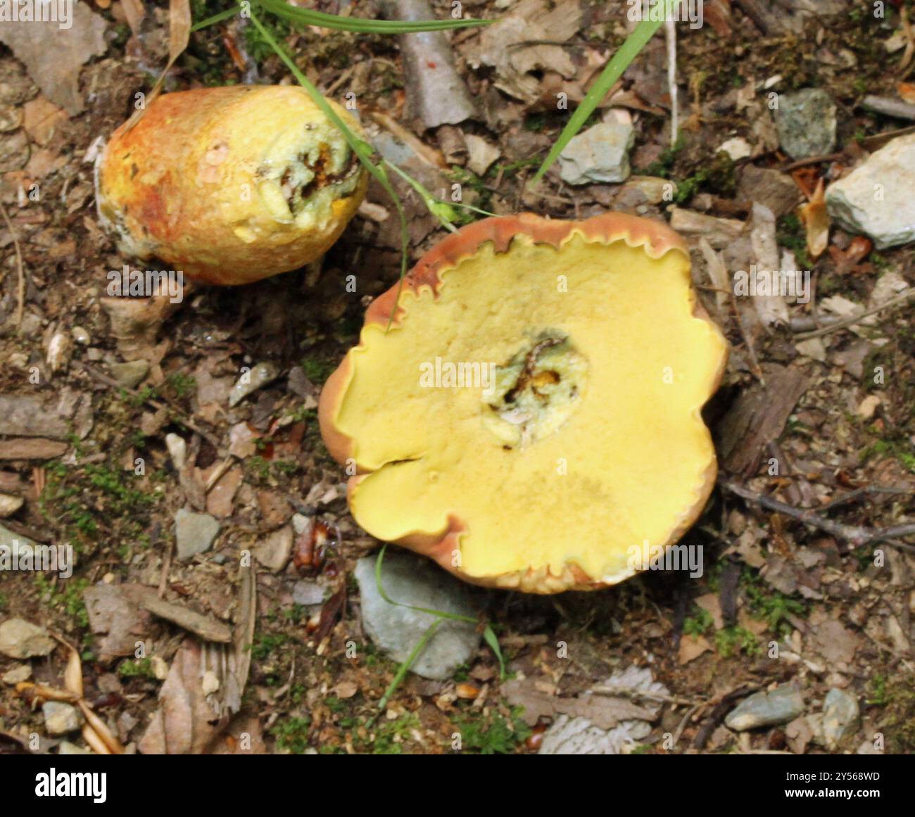Curry Bolete (Boletus sensibilis) Fungi Stock Photo - Alamy