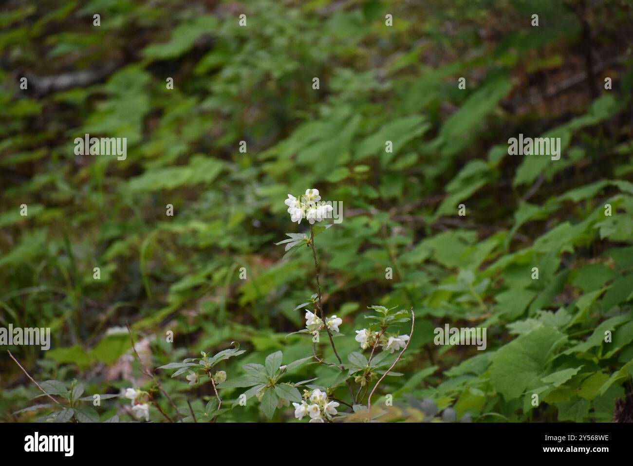 White-flowered Rhododendron (Rhododendron albiflorum) Plantae Stock ...