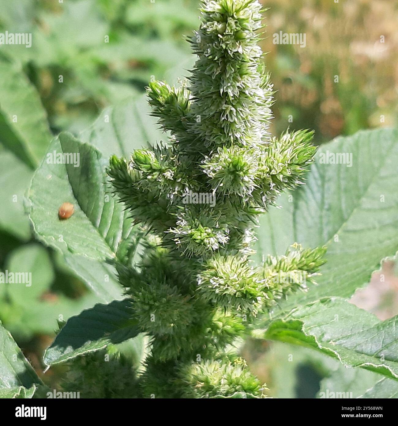 Redroot Amaranth (Amaranthus retroflexus) Plantae Stock Photo - Alamy