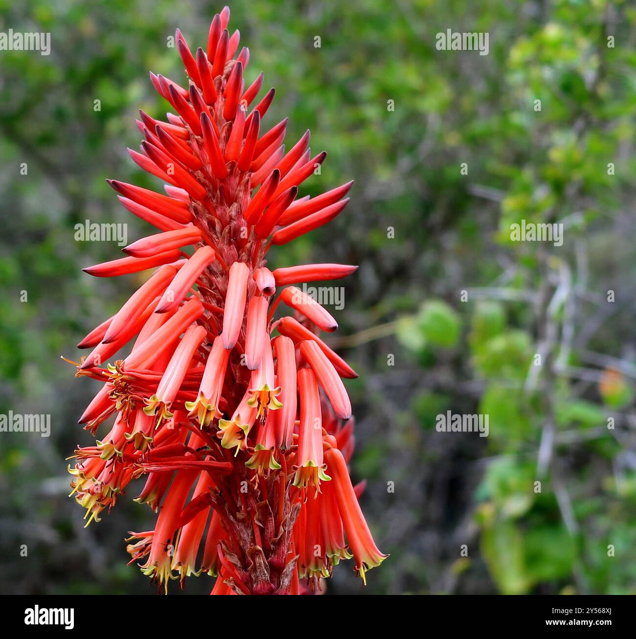 Candelabra Aloe (Aloe arborescens) Plantae Stock Photo - Alamy