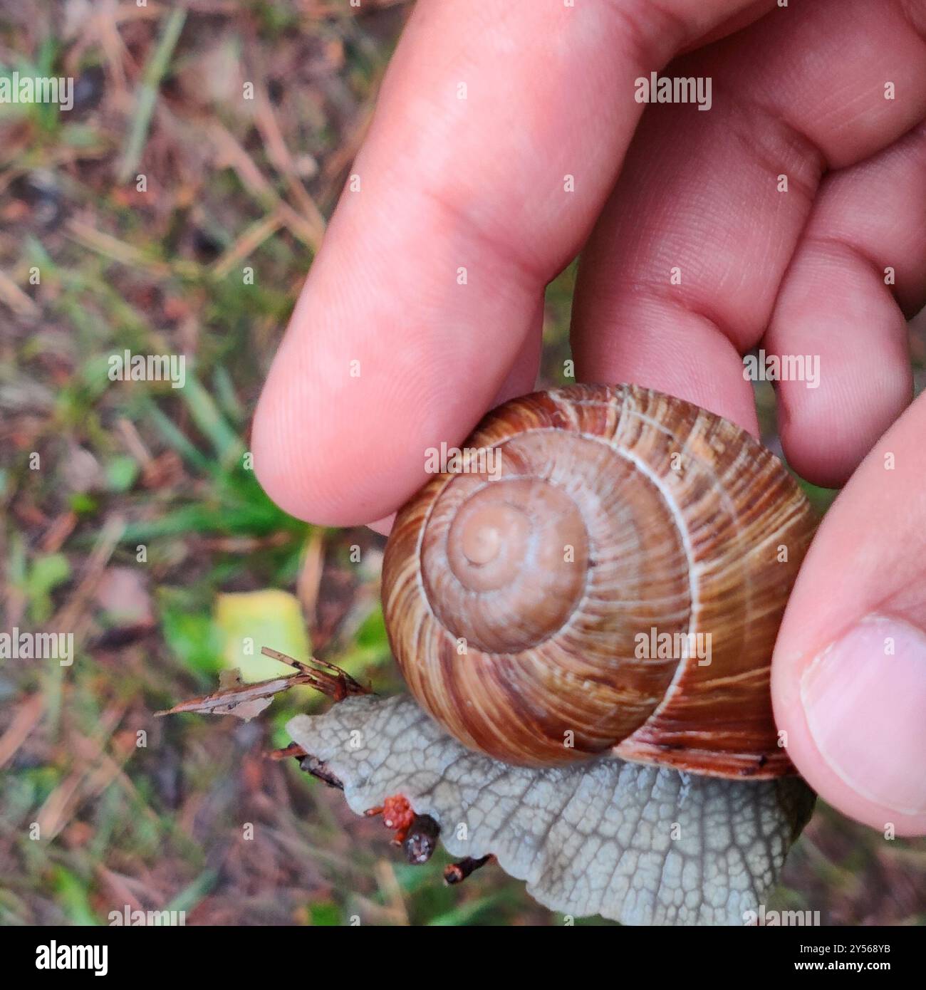 Roman Snail (Helix pomatia) Mollusca Stock Photo - Alamy