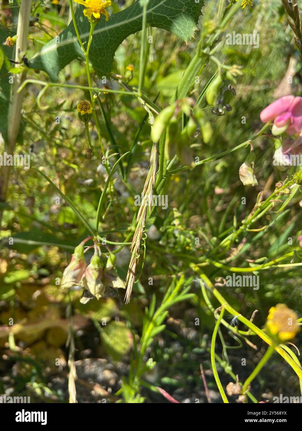 Narrow-leaved Everlasting-pea (Lathyrus sylvestris) Plantae Stock Photo ...