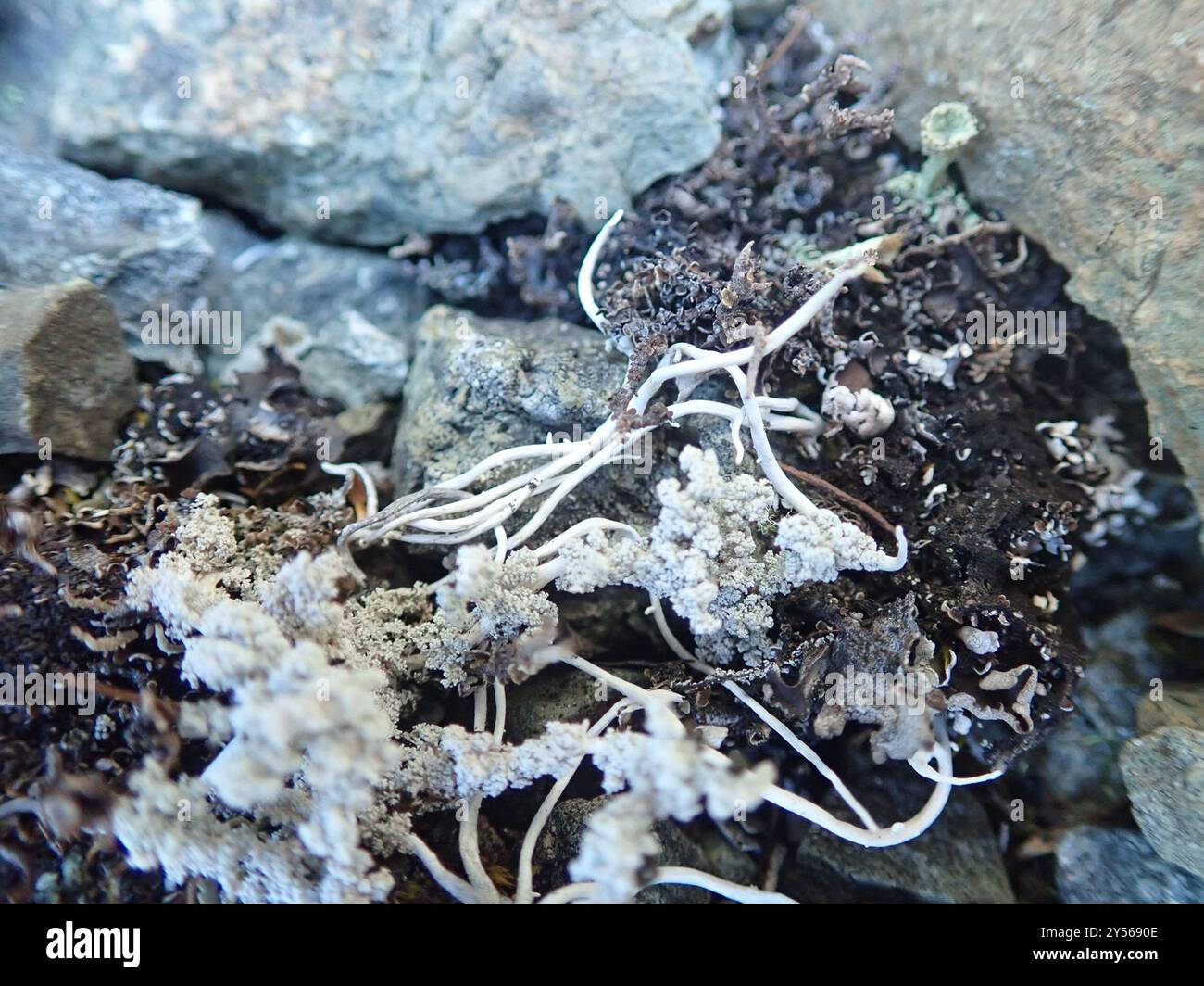 Whiteworm Lichen (Thamnolia vermicularis) Fungi Stock Photo - Alamy