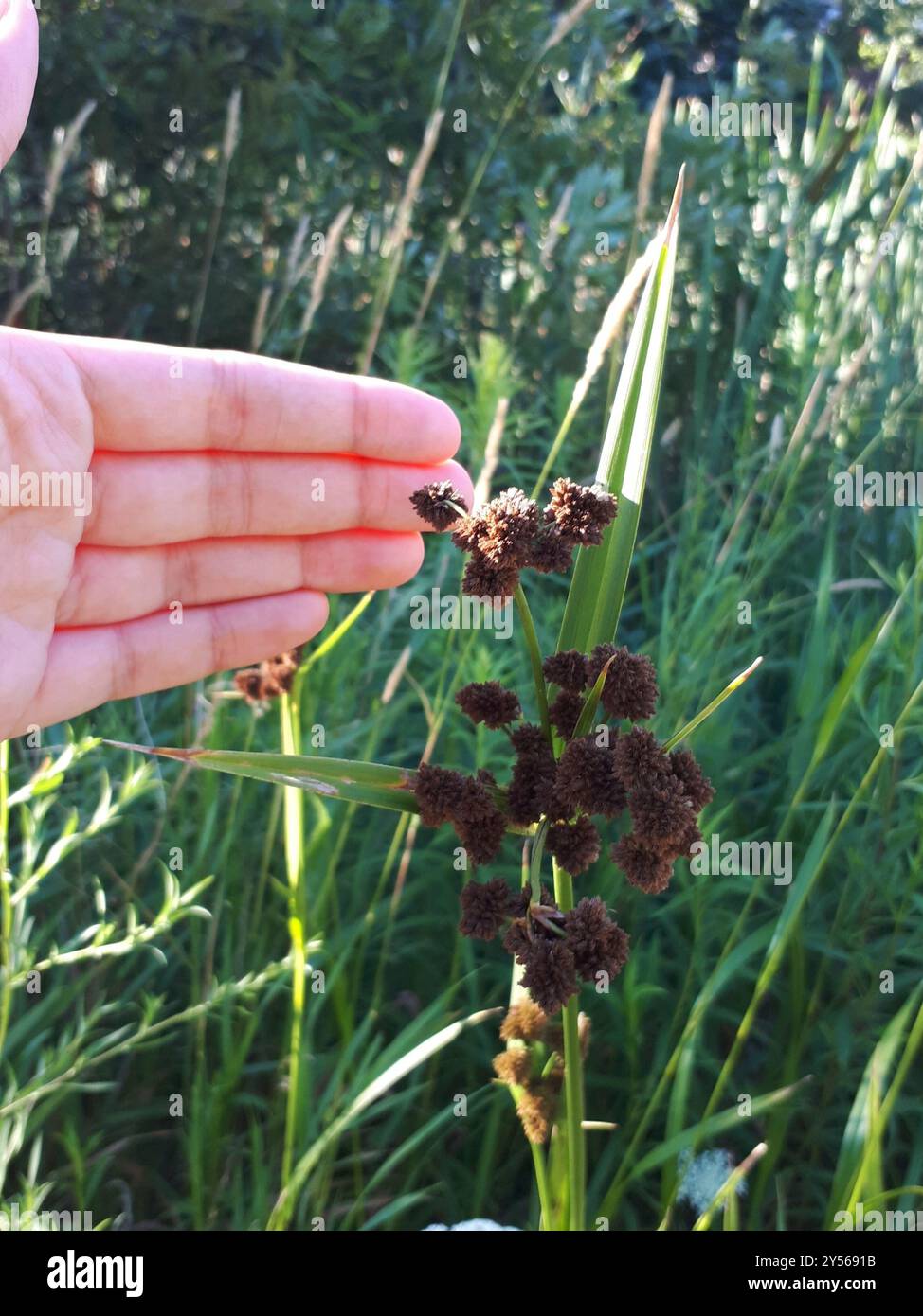 dark green bulrush (Scirpus atrovirens) Plantae Stock Photo - Alamy