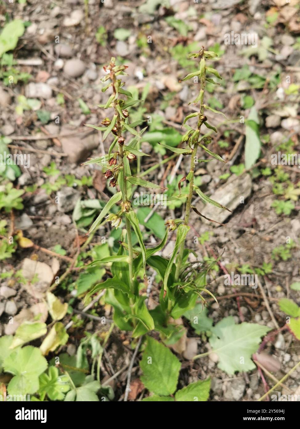 Broad-leaved helleborine (Epipactis helleborine) Plantae Stock Photo ...
