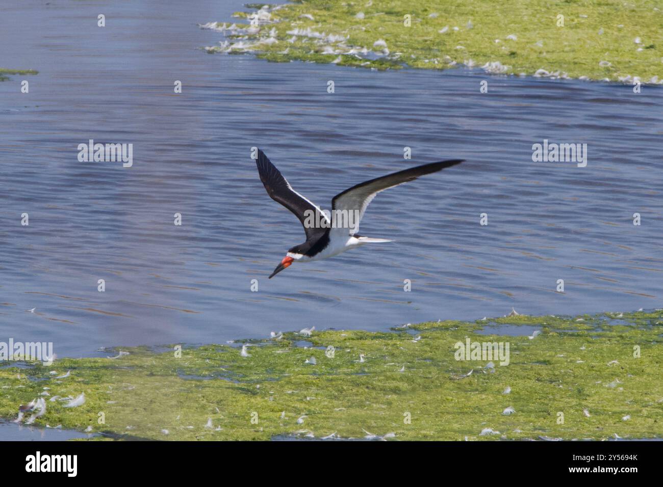 Black Skimmer (Rynchops niger) Aves Stock Photo - Alamy