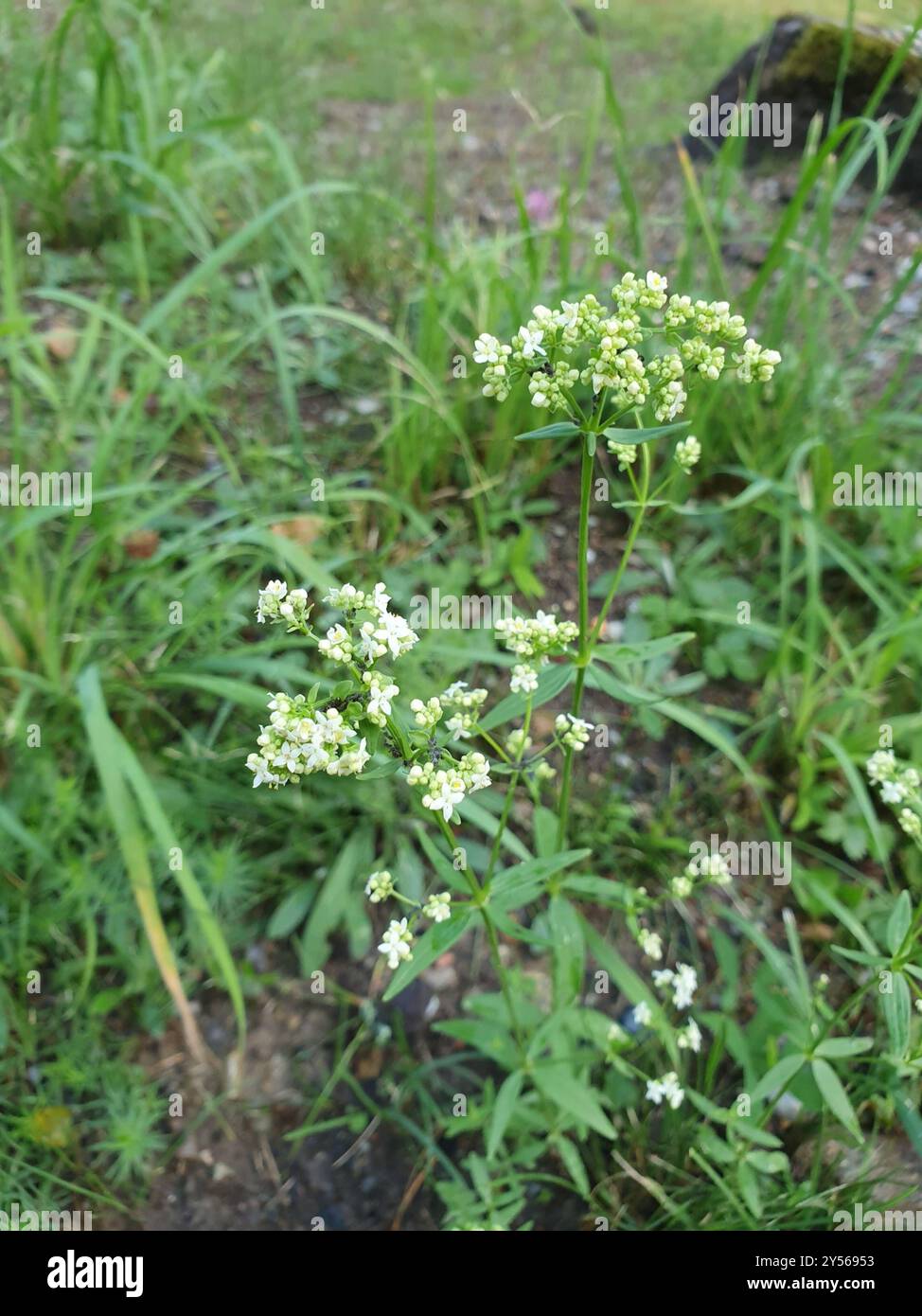 Northern Bedstraw (Galium boreale) Plantae Stock Photo - Alamy