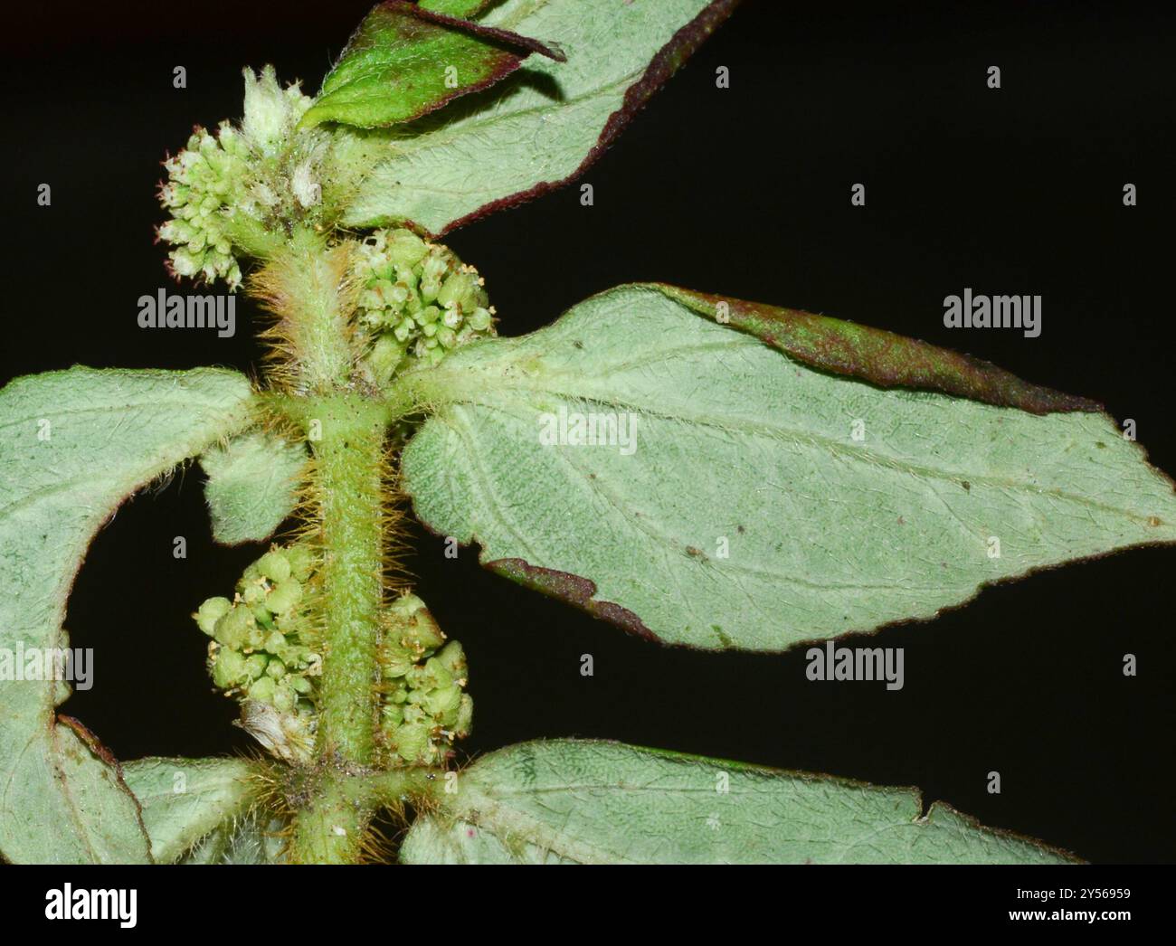 Asthma plant (Euphorbia hirta) Plantae Stock Photo - Alamy