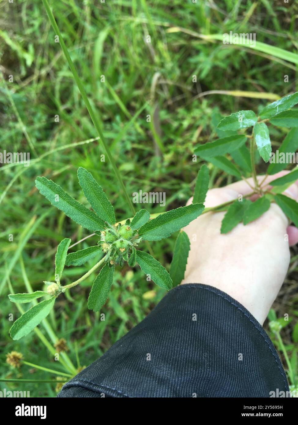 sand croton (Croton glandulosus septentrionalis) Plantae Stock Photo ...