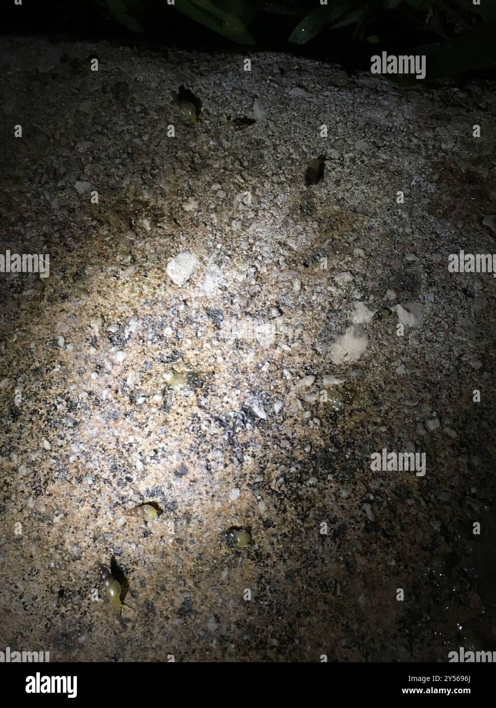 Awl Snails and Allies (Subulininae) Mollusca Stock Photo - Alamy