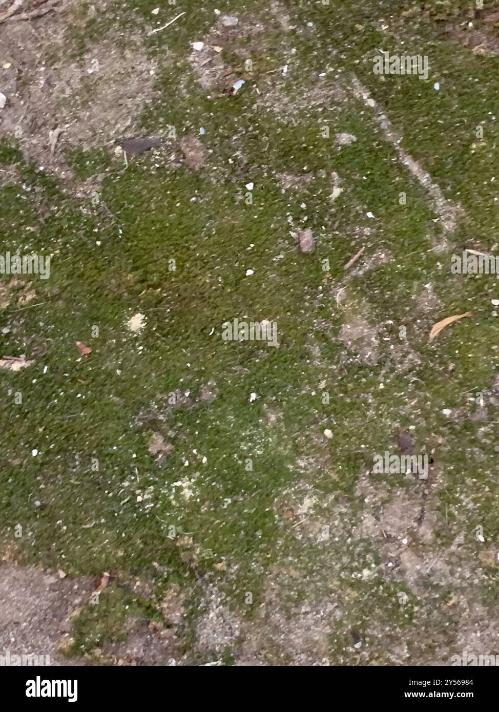 joint-toothed mosses (Bryopsida) Plantae Stock Photo - Alamy