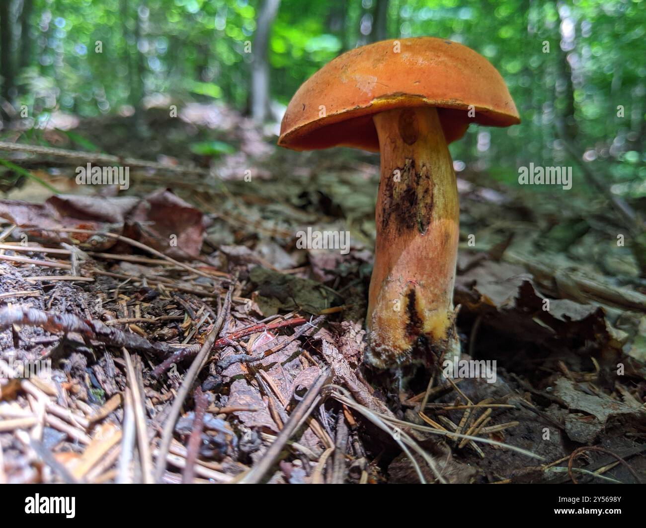 boletes (Boletaceae) Fungi Stock Photo - Alamy
