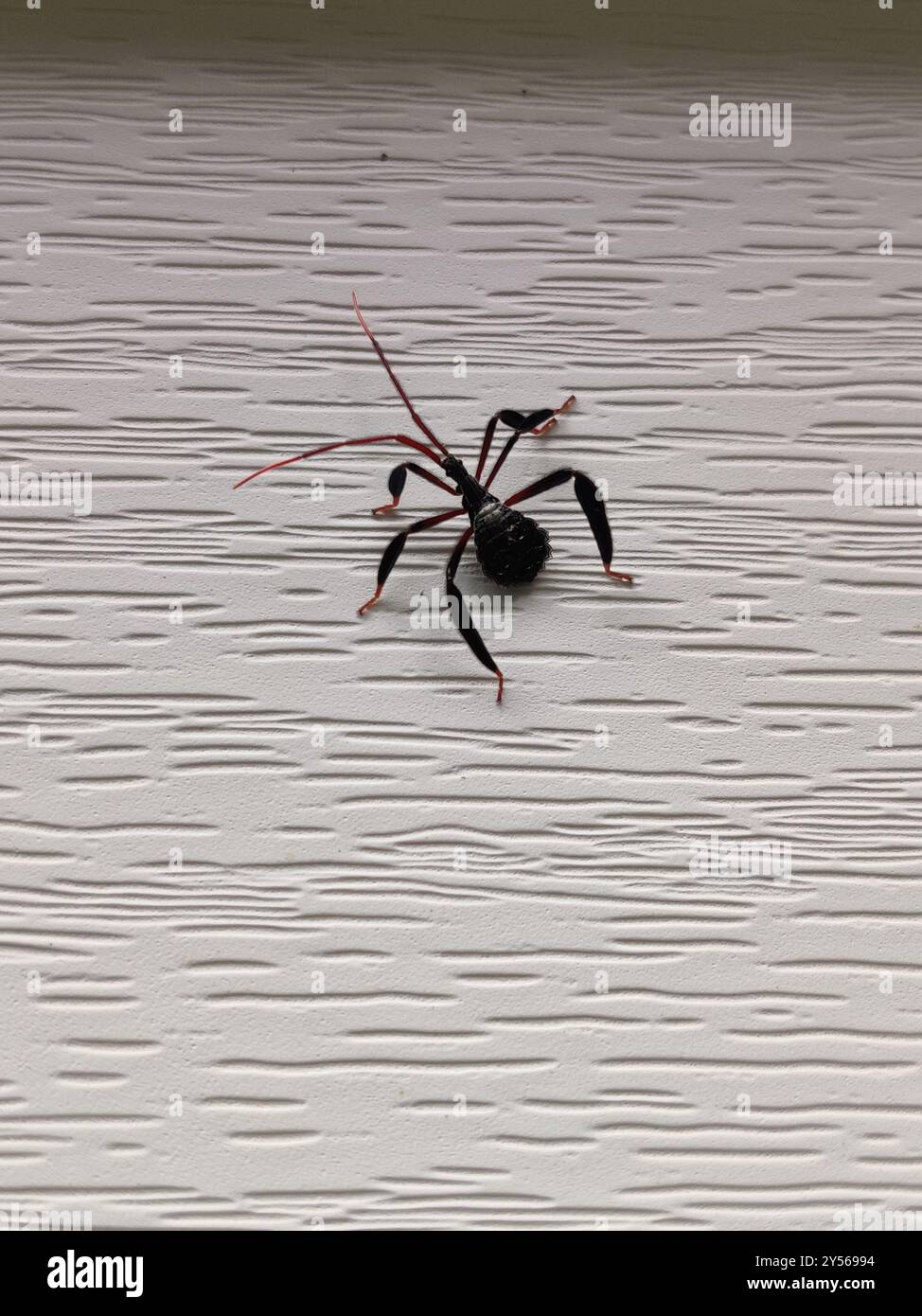 Spine-headed Bugs (Acanthocephala) Insecta Stock Photo - Alamy