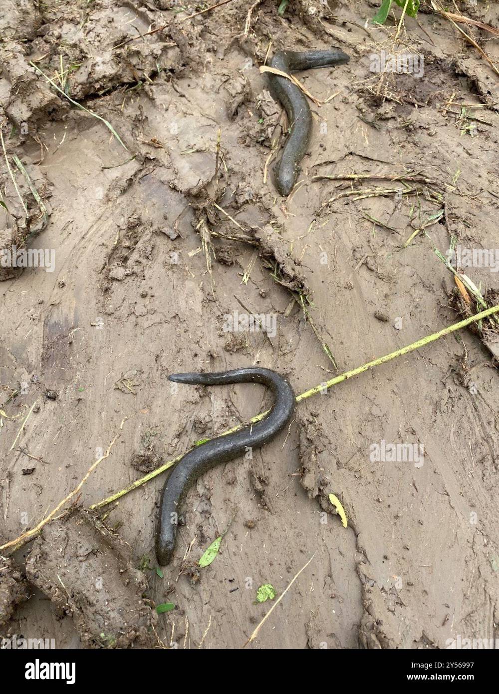Western Lesser Siren (Siren nettingi) Amphibia Stock Photo - Alamy