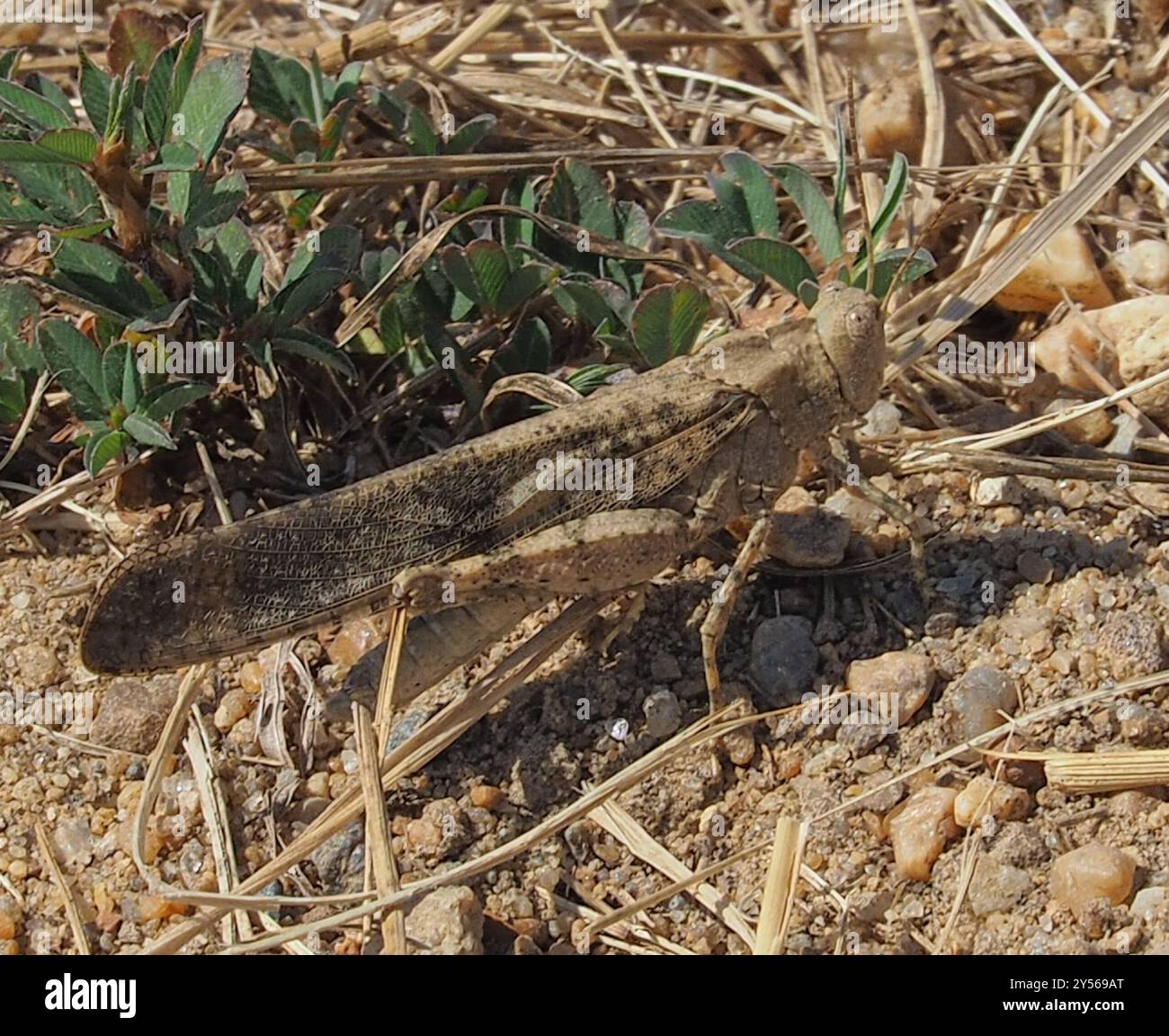 Carolina Grasshopper (Dissosteira carolina) Insecta Stock Photo - Alamy